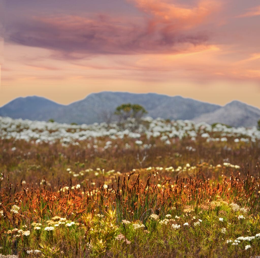Fijnbos: Nature's Remedy for Problematic Skin - Lig en Lewe Medical Centre